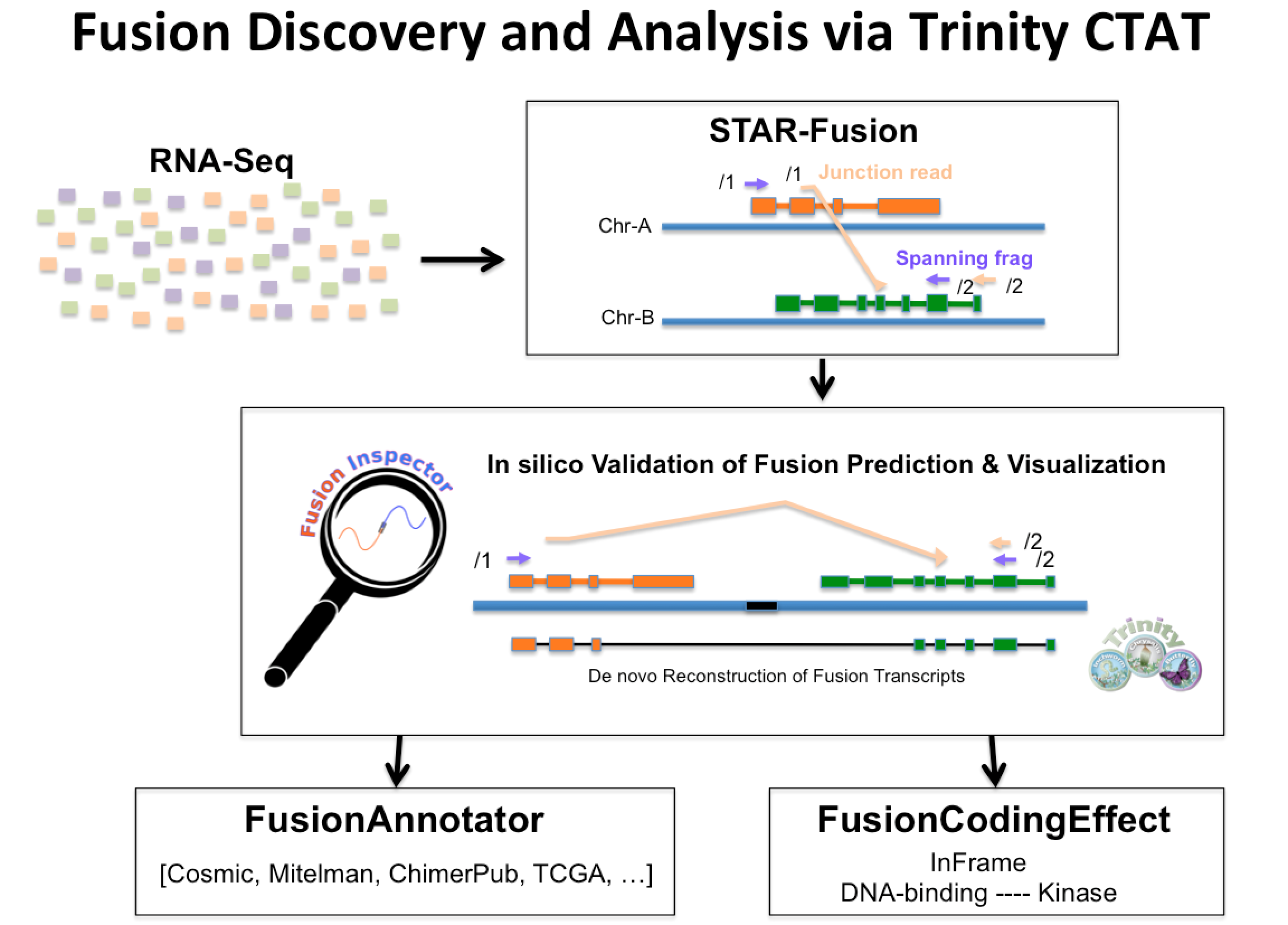 Tutorial for the CTAT Fusion Toolkit, leveraging STAR-Fusion, FusionInspector, and Trinity ...